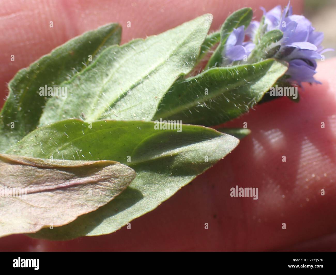 American alpine speedwell (Veronica wormskjoldii Stock Photo - Alamy