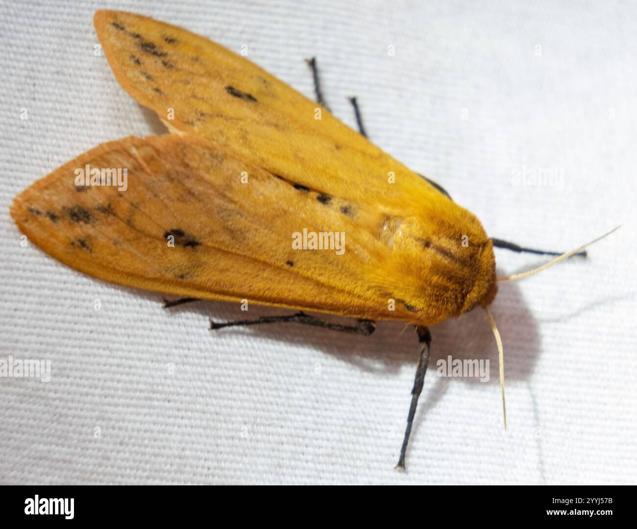 Isabella Tiger Moth (Pyrrharctia isabella Stock Photo - Alamy