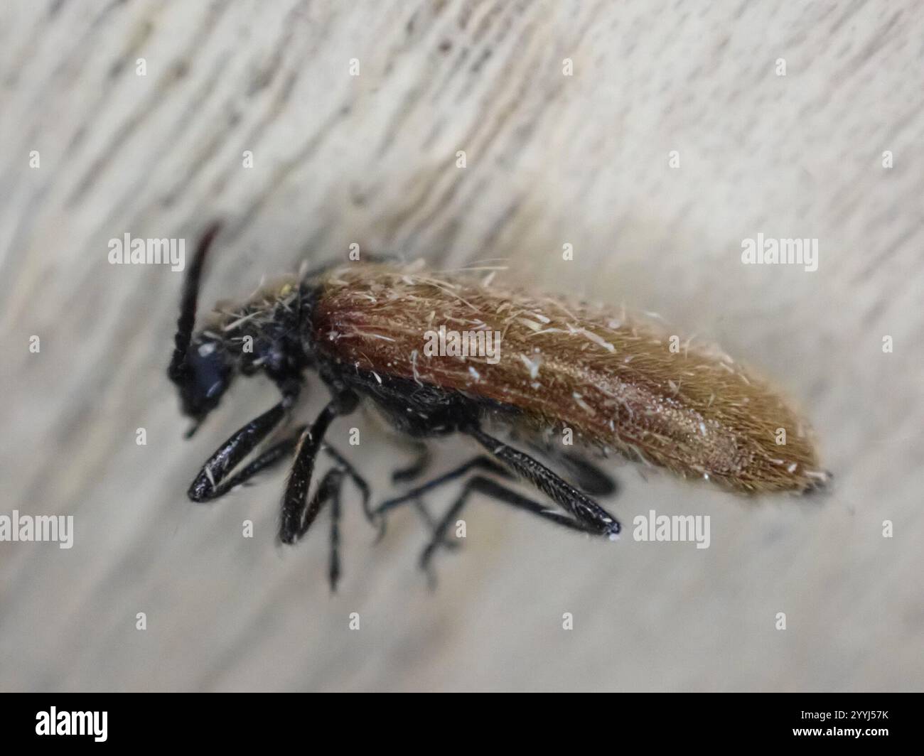 Rough-haired Lagria Beetle (Lagria hirta Stock Photo - Alamy