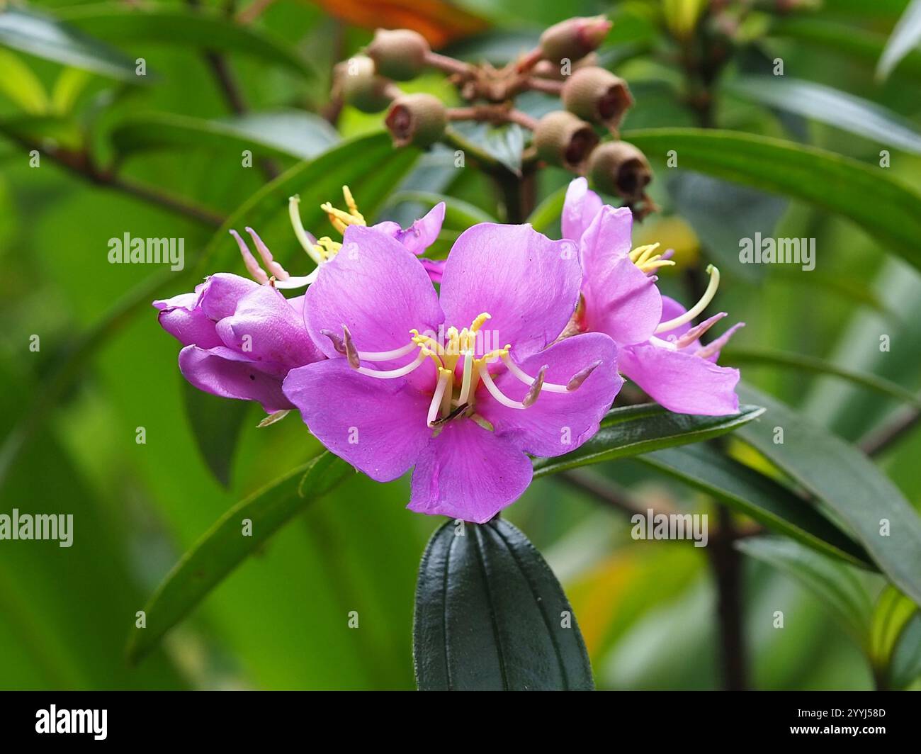 Common Melastoma (Melastoma candidum Stock Photo - Alamy