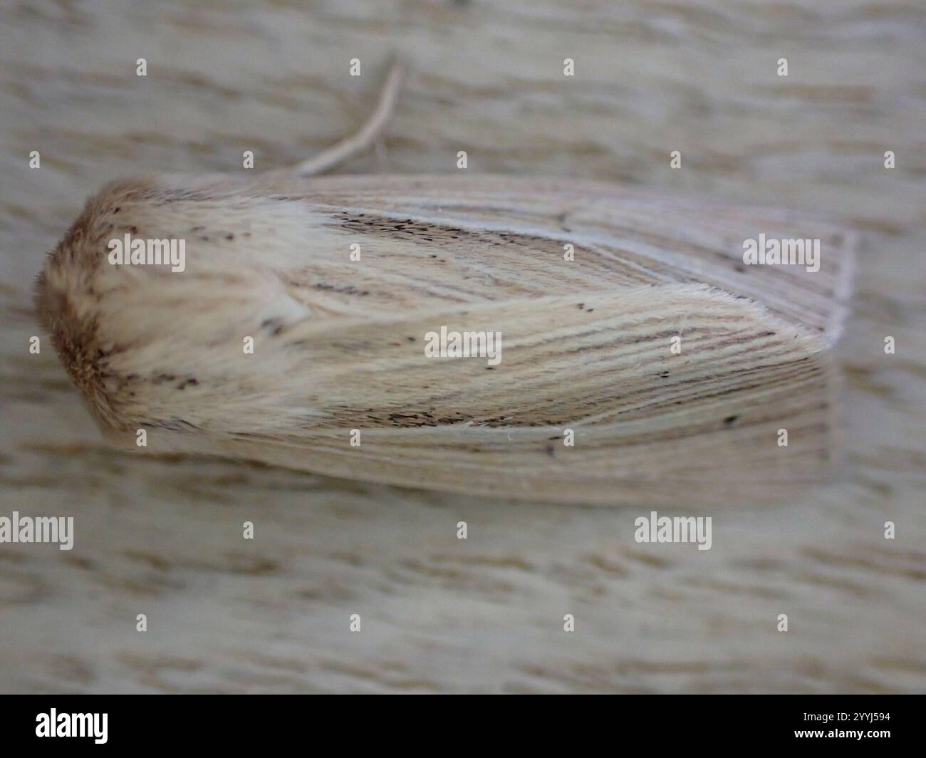 Smoky Wainscot (Mythimna impura Stock Photo - Alamy