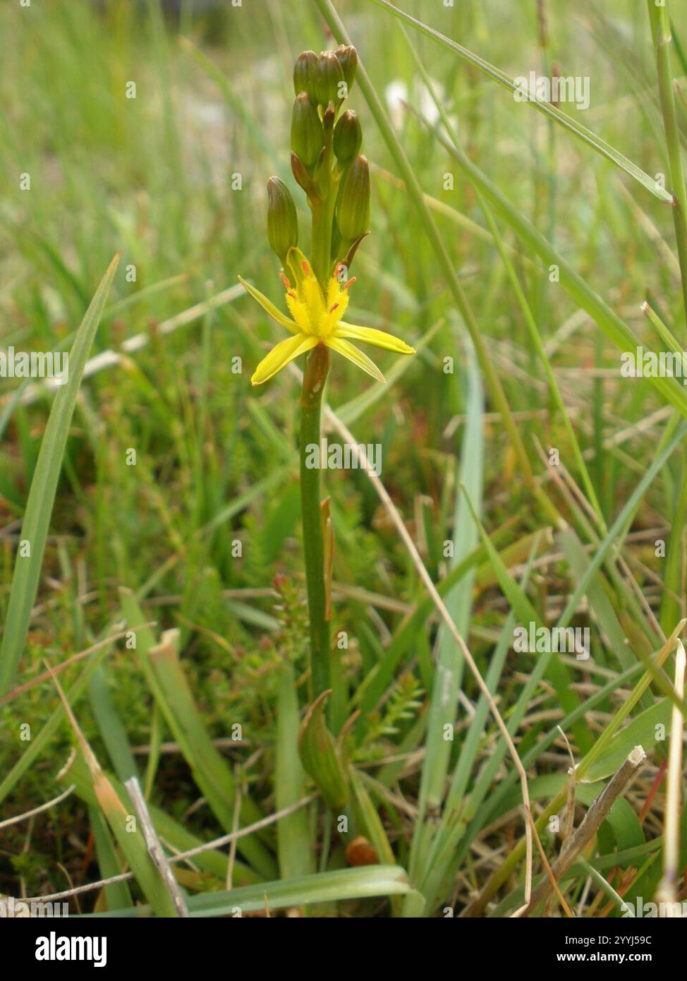 bog asphodel (Narthecium ossifragum Stock Photo - Alamy