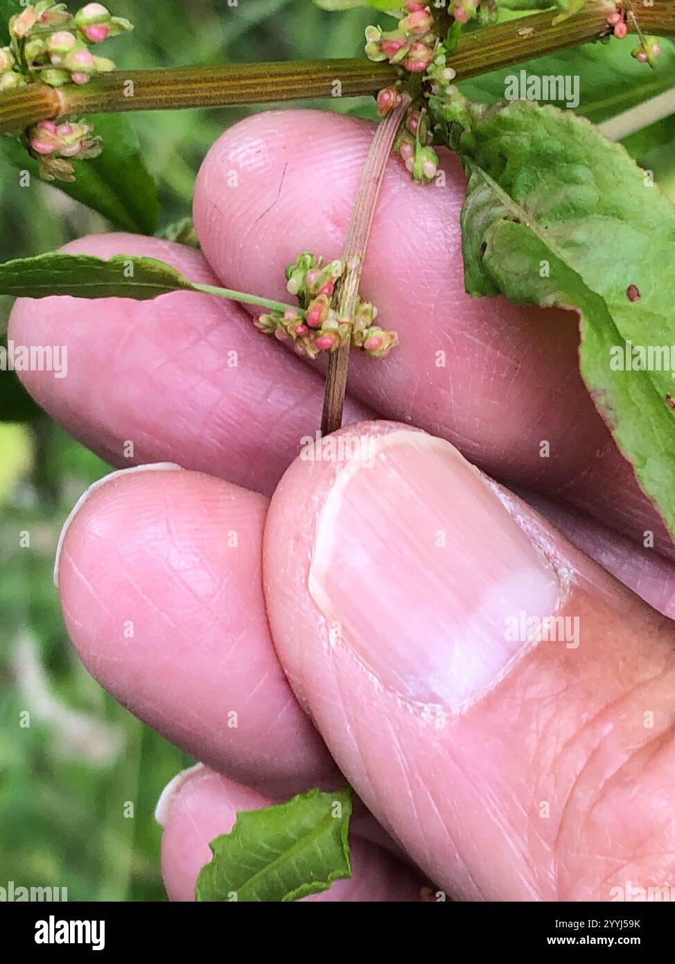 Clustered Dock (Rumex conglomeratus Stock Photo - Alamy