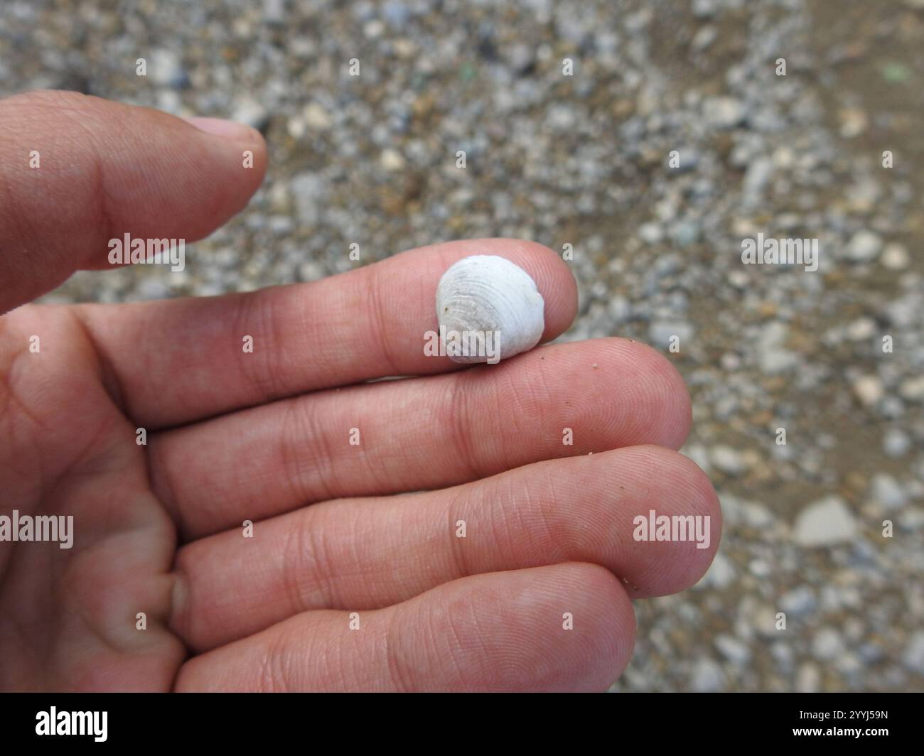 Asian Clam (Corbicula fluminea Stock Photo - Alamy