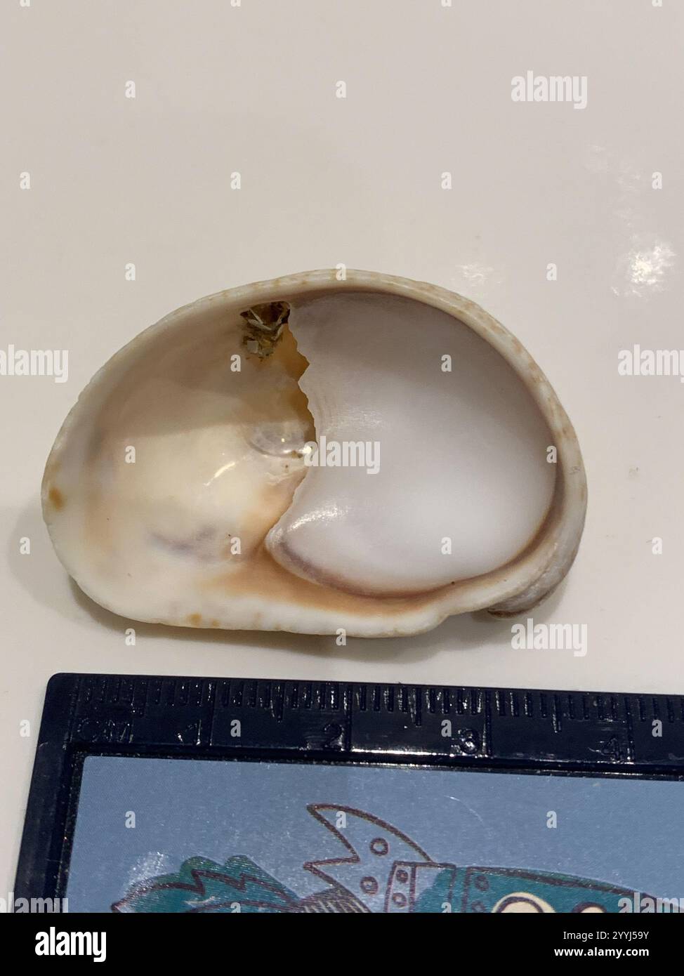 Common Atlantic Slippersnail (Crepidula fornicata Stock Photo - Alamy