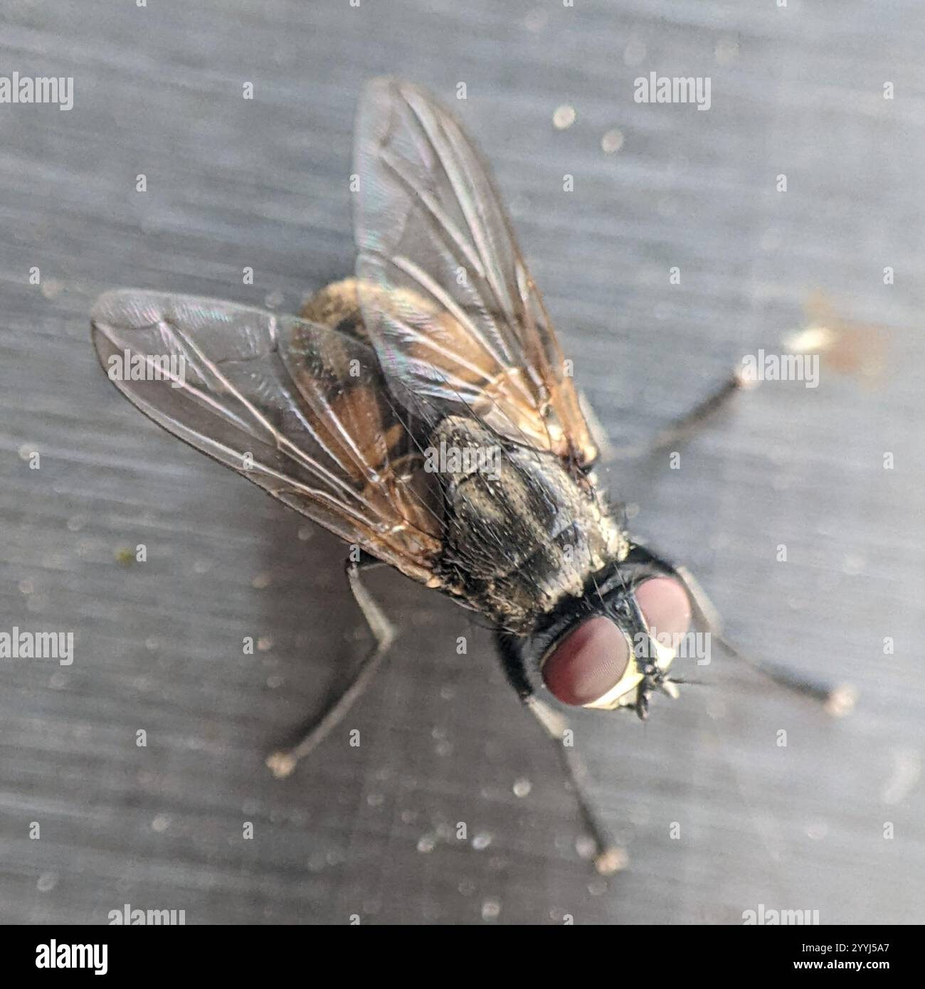 Common House Fly (Musca domestica Stock Photo - Alamy