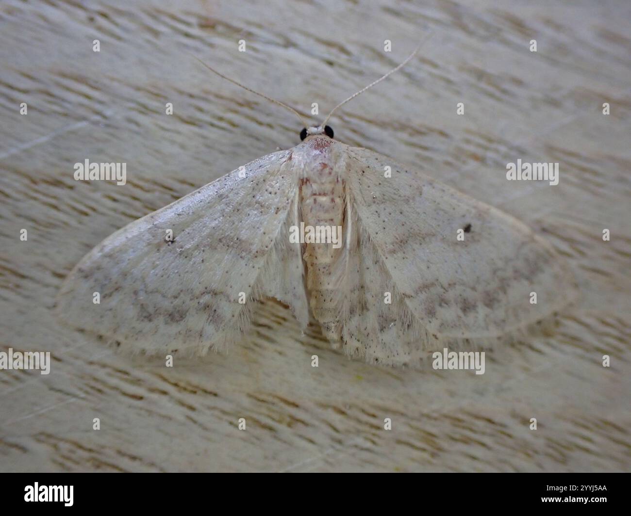 Small Fan-footed Wave (Idaea biselata Stock Photo - Alamy