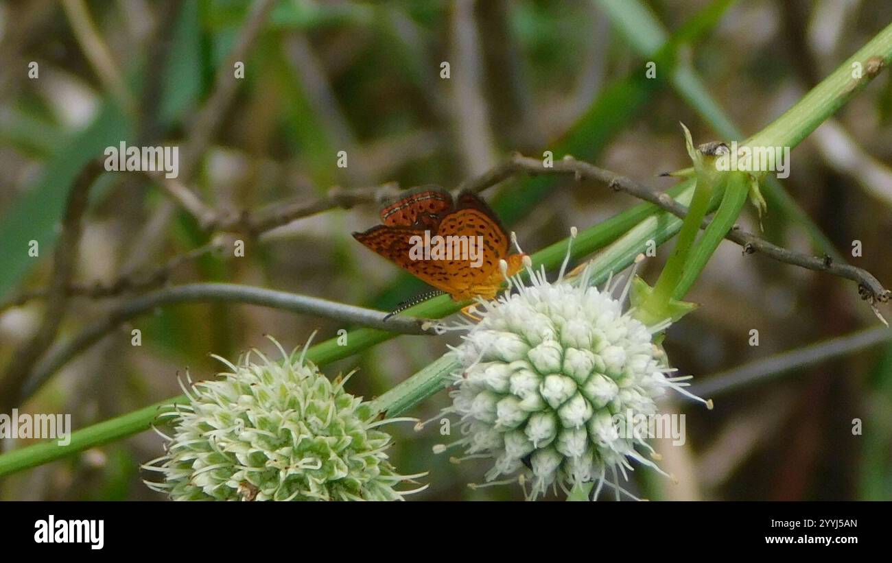 Little Metalmark (Calephelis virginiensis Stock Photo - Alamy