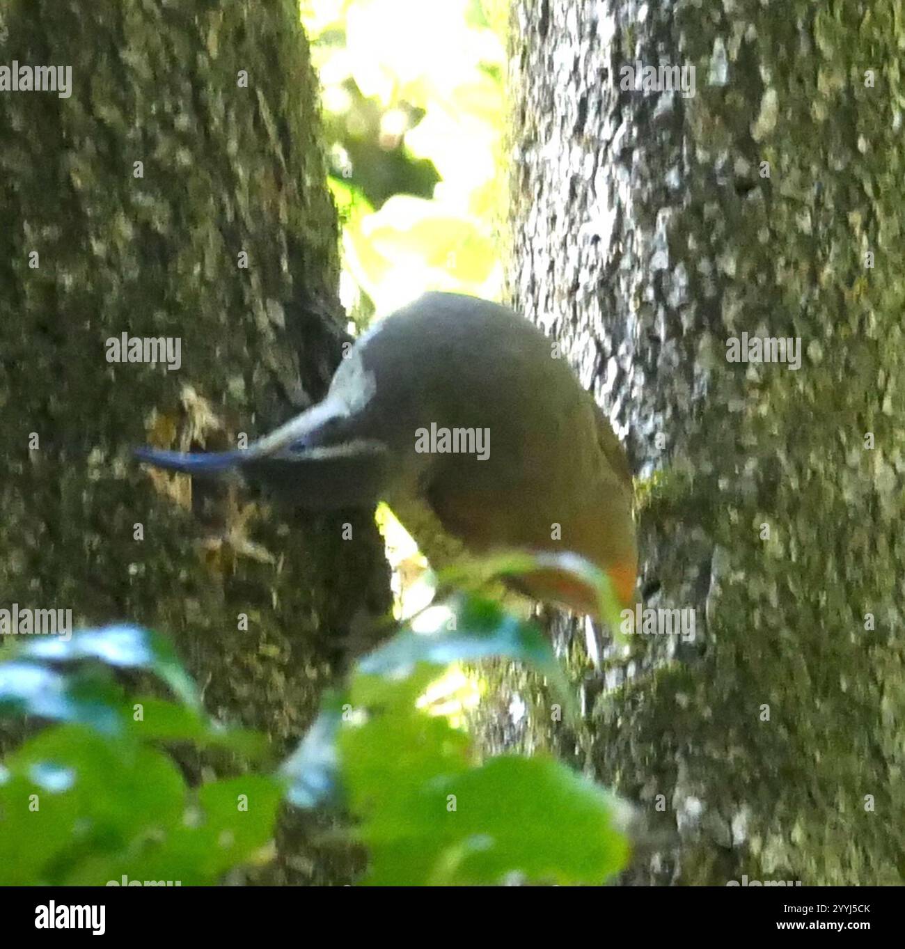 Paradise Riflebird (Ptiloris paradiseus Stock Photo - Alamy