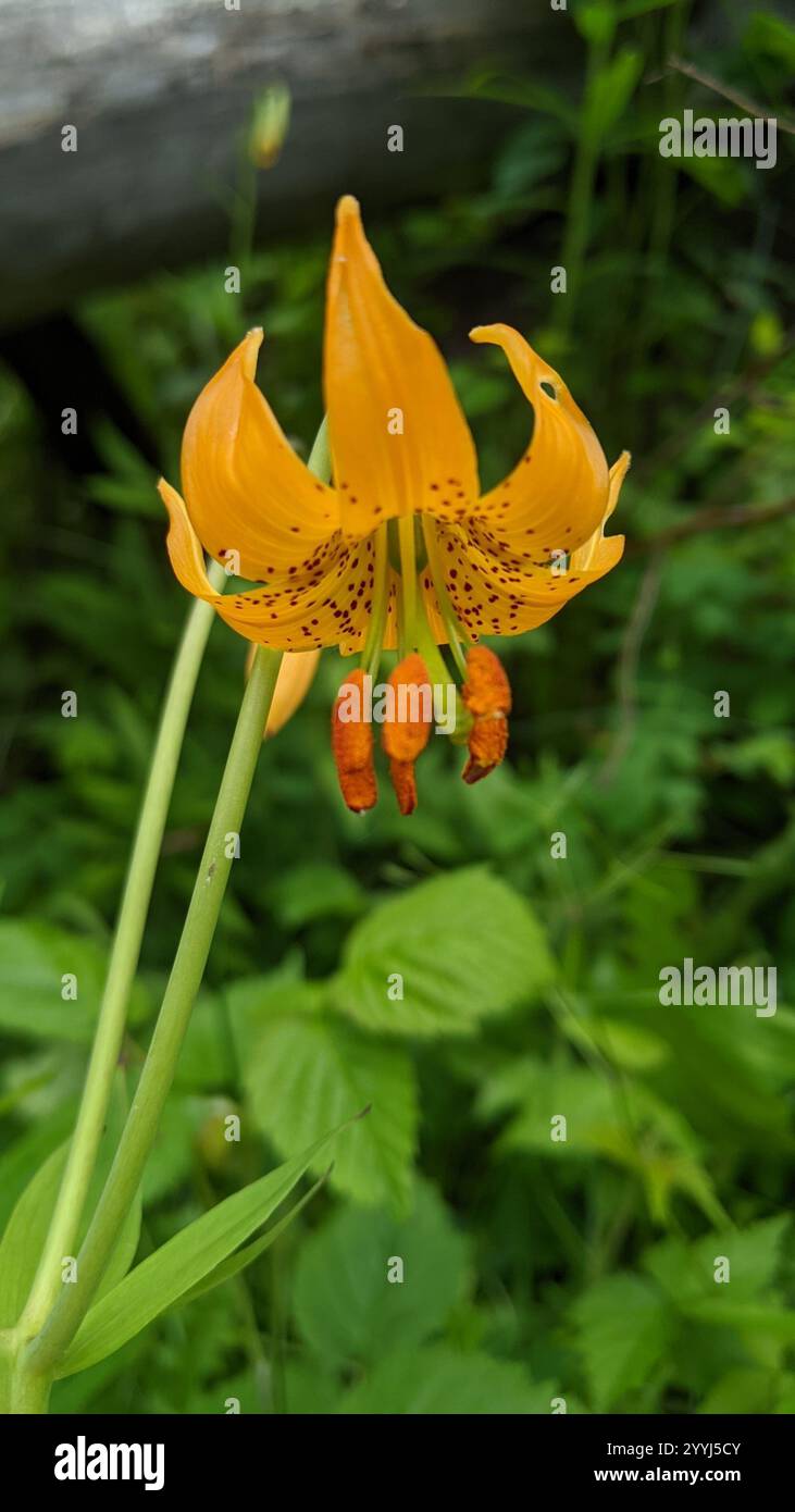 Columbia lily (Lilium columbianum Stock Photo - Alamy