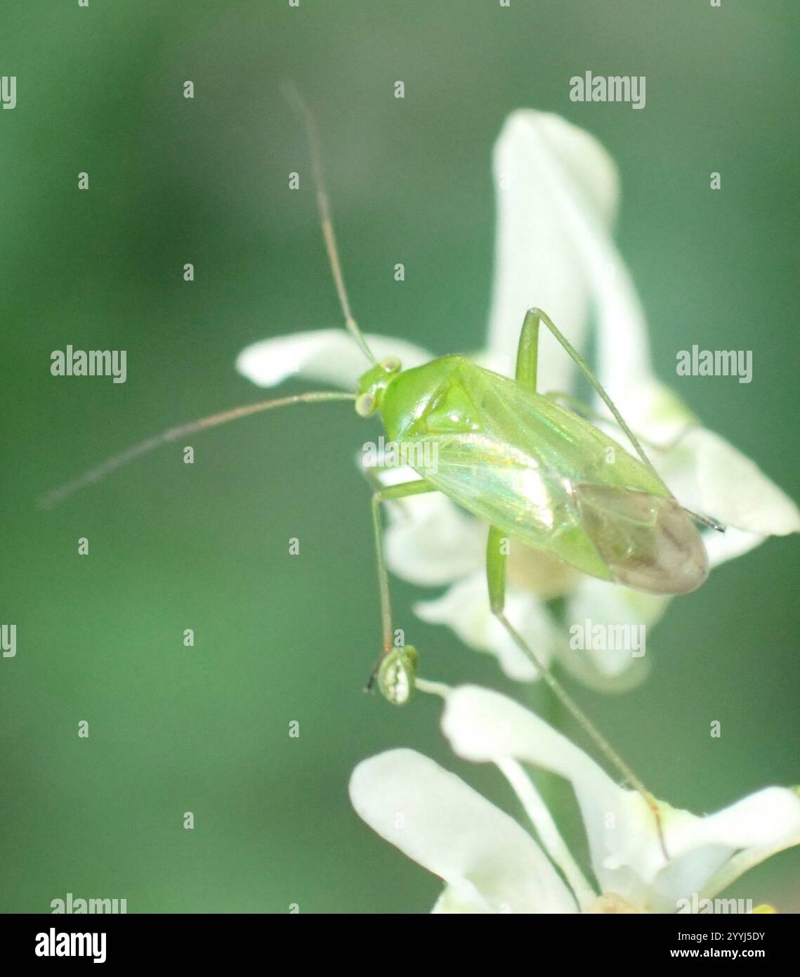 Common Green Capsid (Lygocoris pabulinus Stock Photo - Alamy