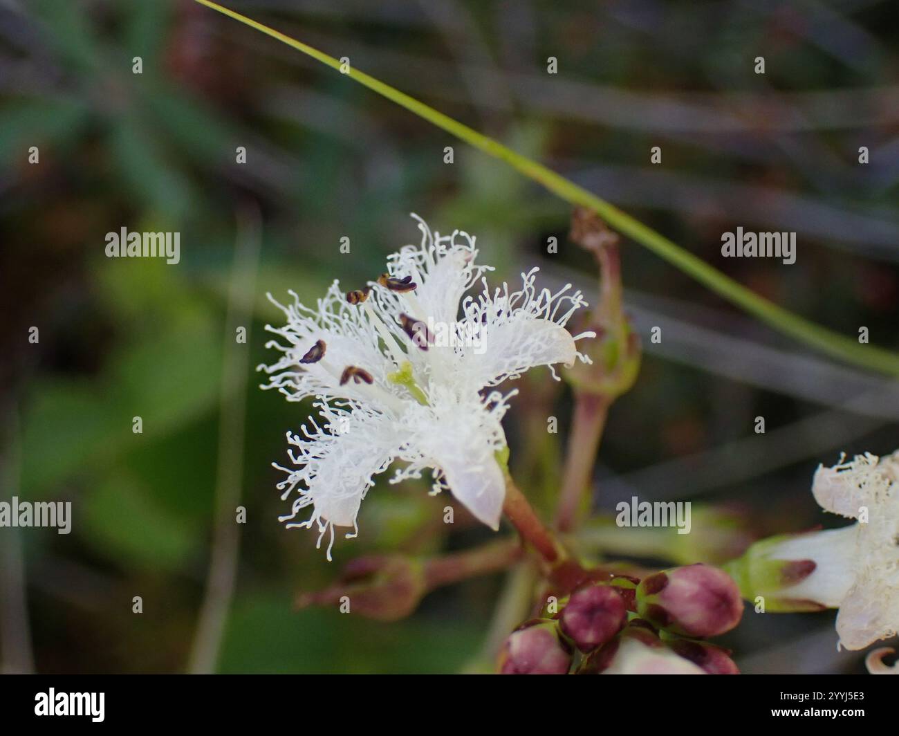 Bogbean (Menyanthes trifoliata Stock Photo - Alamy