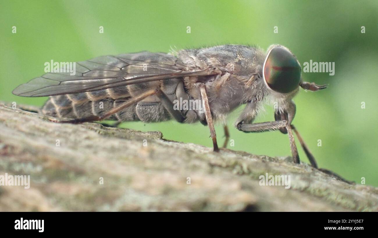 Horse and Deer Flies (Tabanidae Stock Photo - Alamy