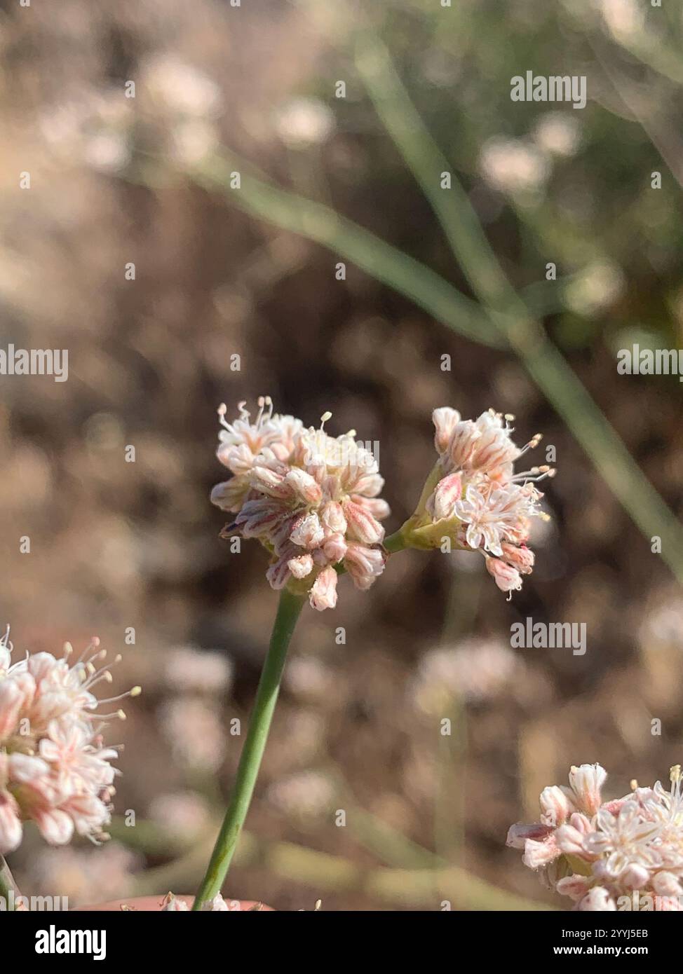 tall wild buckwheat (Eriogonum elatum elatum Stock Photo - Alamy