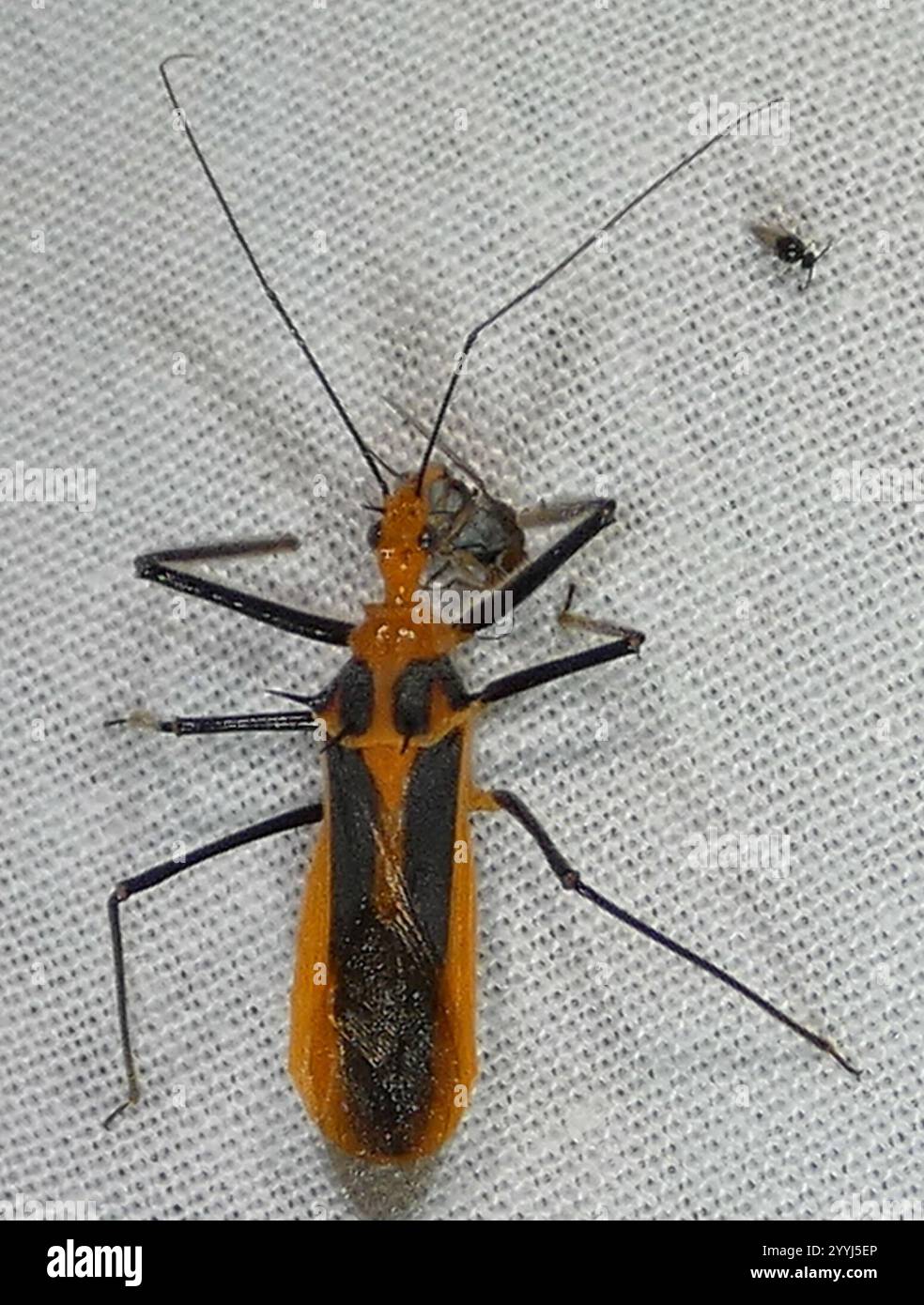 Red Bull Assassin Bug (Repipta taurus Stock Photo - Alamy