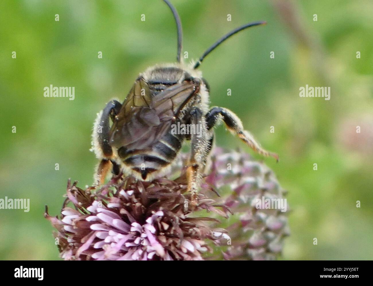 European Yellow Loosestrife Bee (Macropis europaea Stock Photo - Alamy