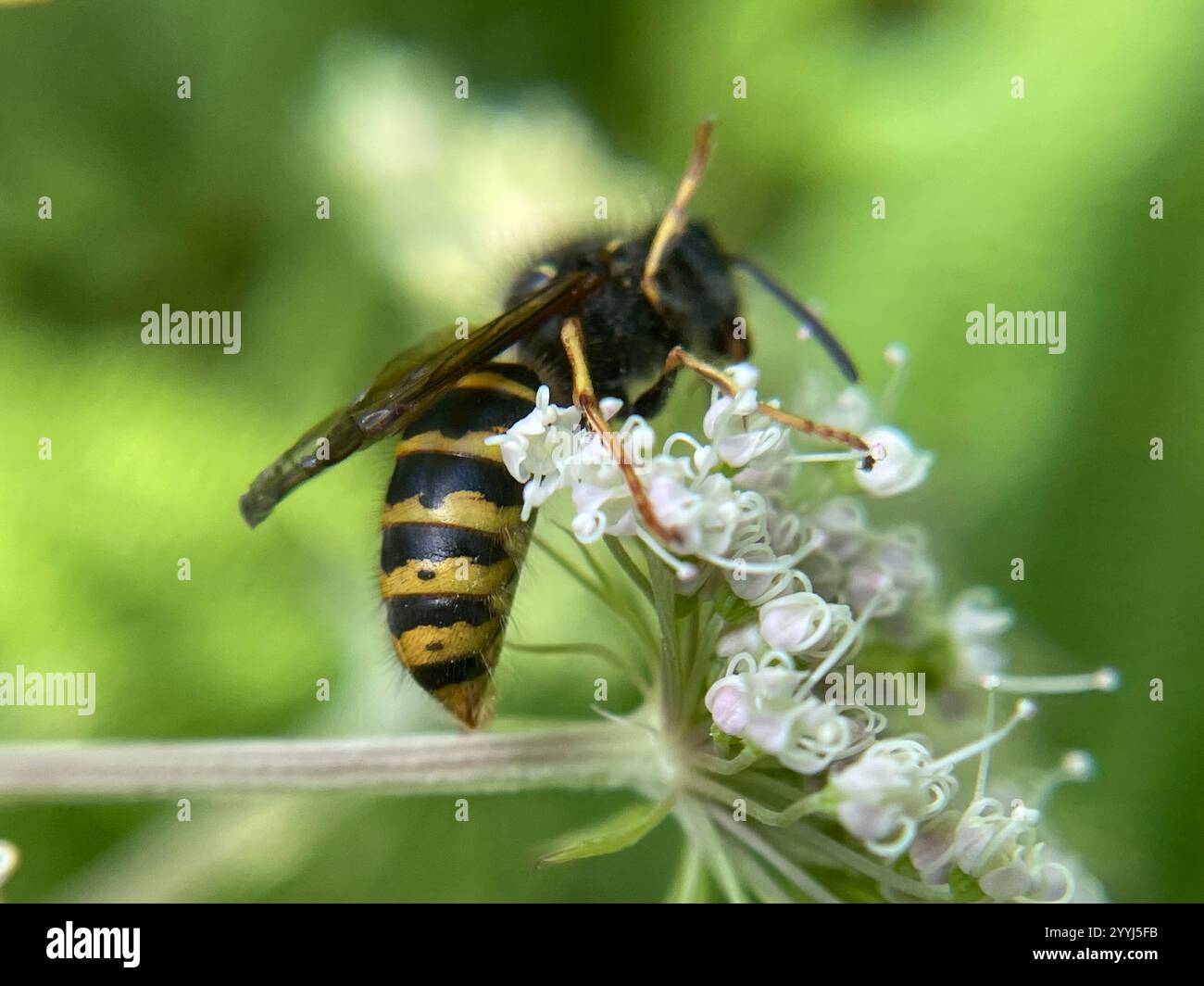 Hornets and Yellowjackets (Vespinae Stock Photo - Alamy