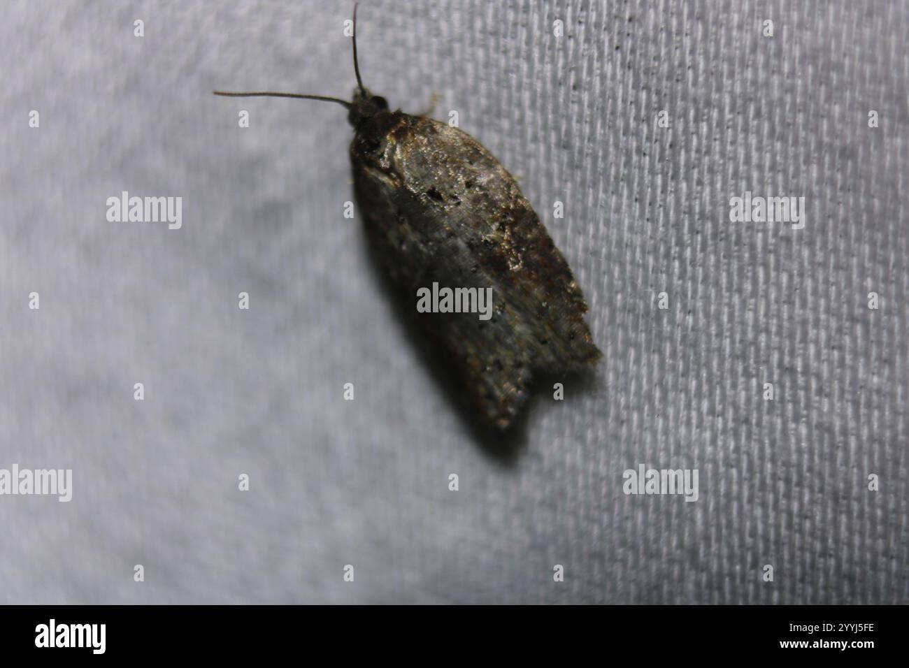 Viburnum Acleris Moth (Acleris viburnana Stock Photo - Alamy