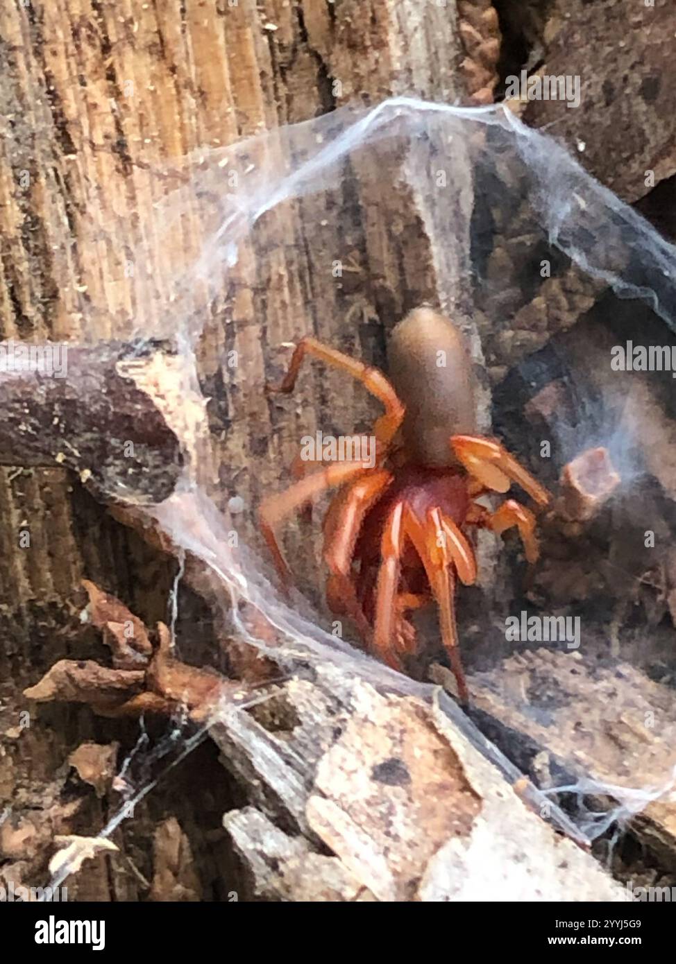 Woodlouse Spider (Dysdera crocata Stock Photo - Alamy