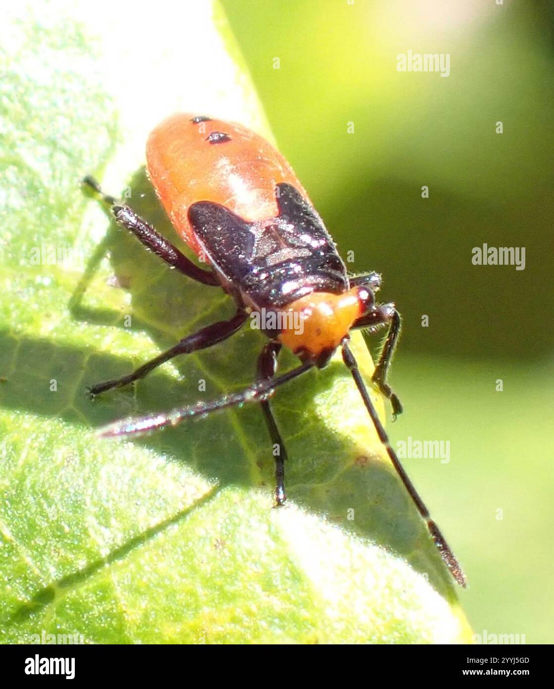 Yellow Stalk-eyed Bug (Scopiastes bicolor Stock Photo - Alamy