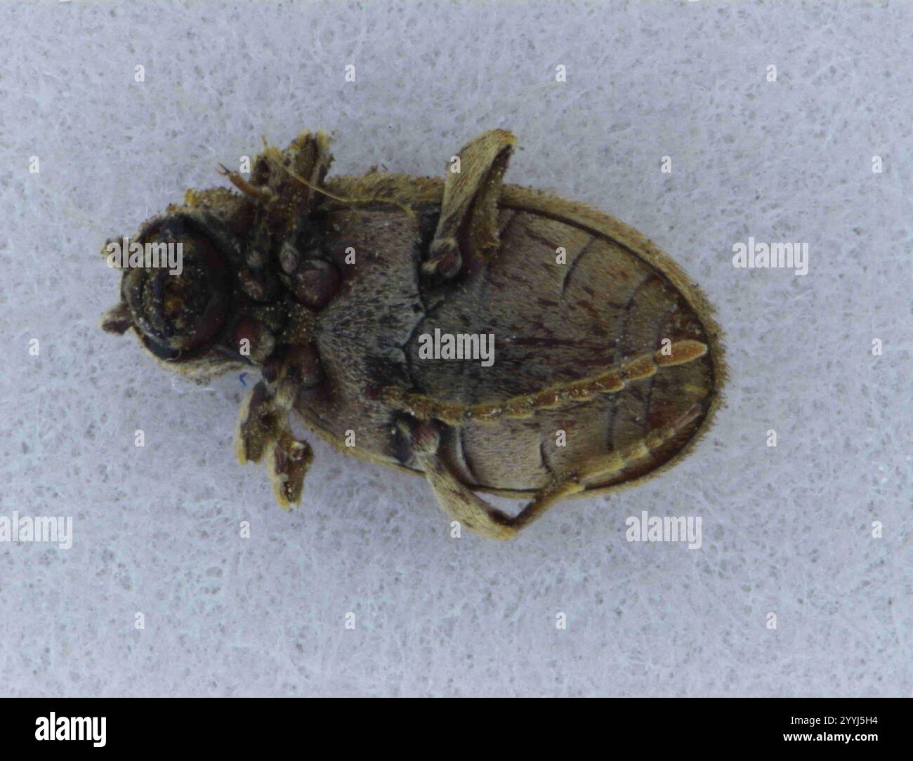 Spider Beetles (Ptininae Stock Photo - Alamy