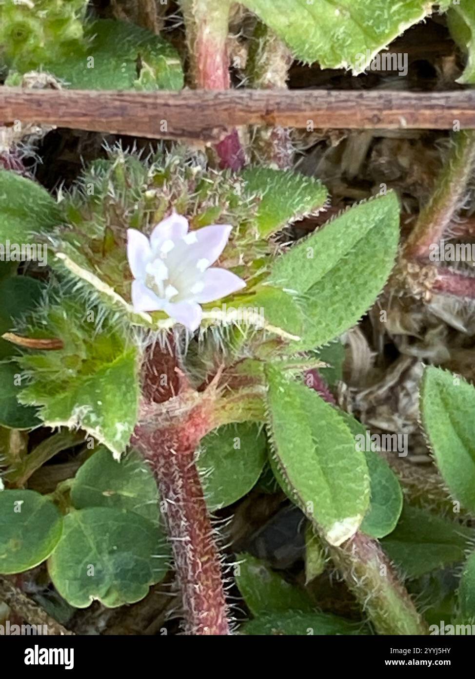 Tropical Mexican Clover (Richardia brasiliensis Stock Photo - Alamy