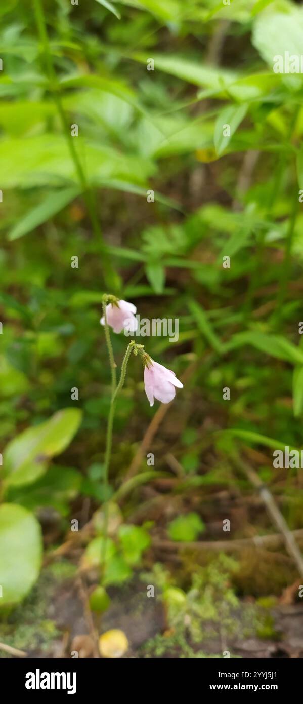 Twinflower (Linnaea borealis Stock Photo - Alamy