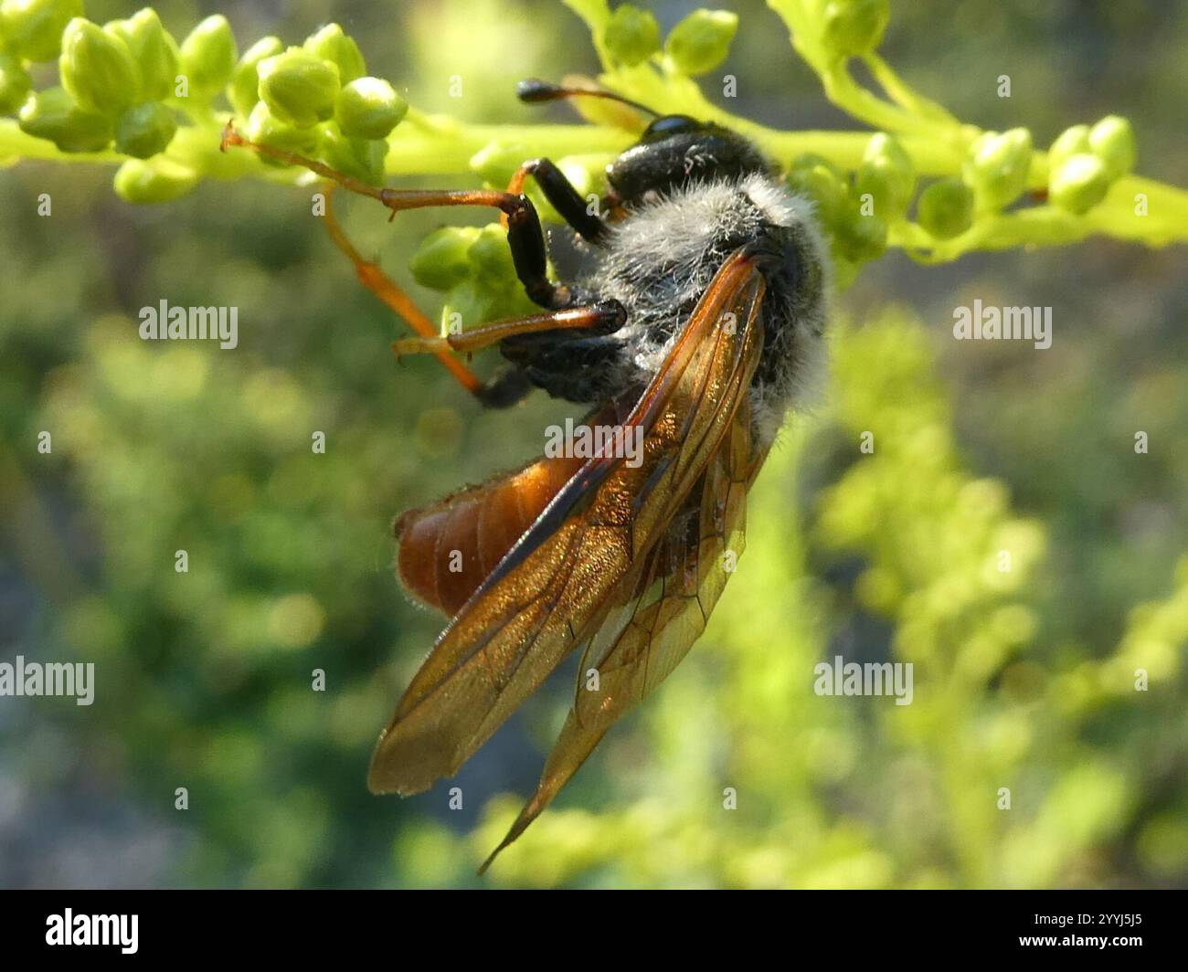 Giant Birch Sawfly (Trichiosoma triangulum Stock Photo - Alamy