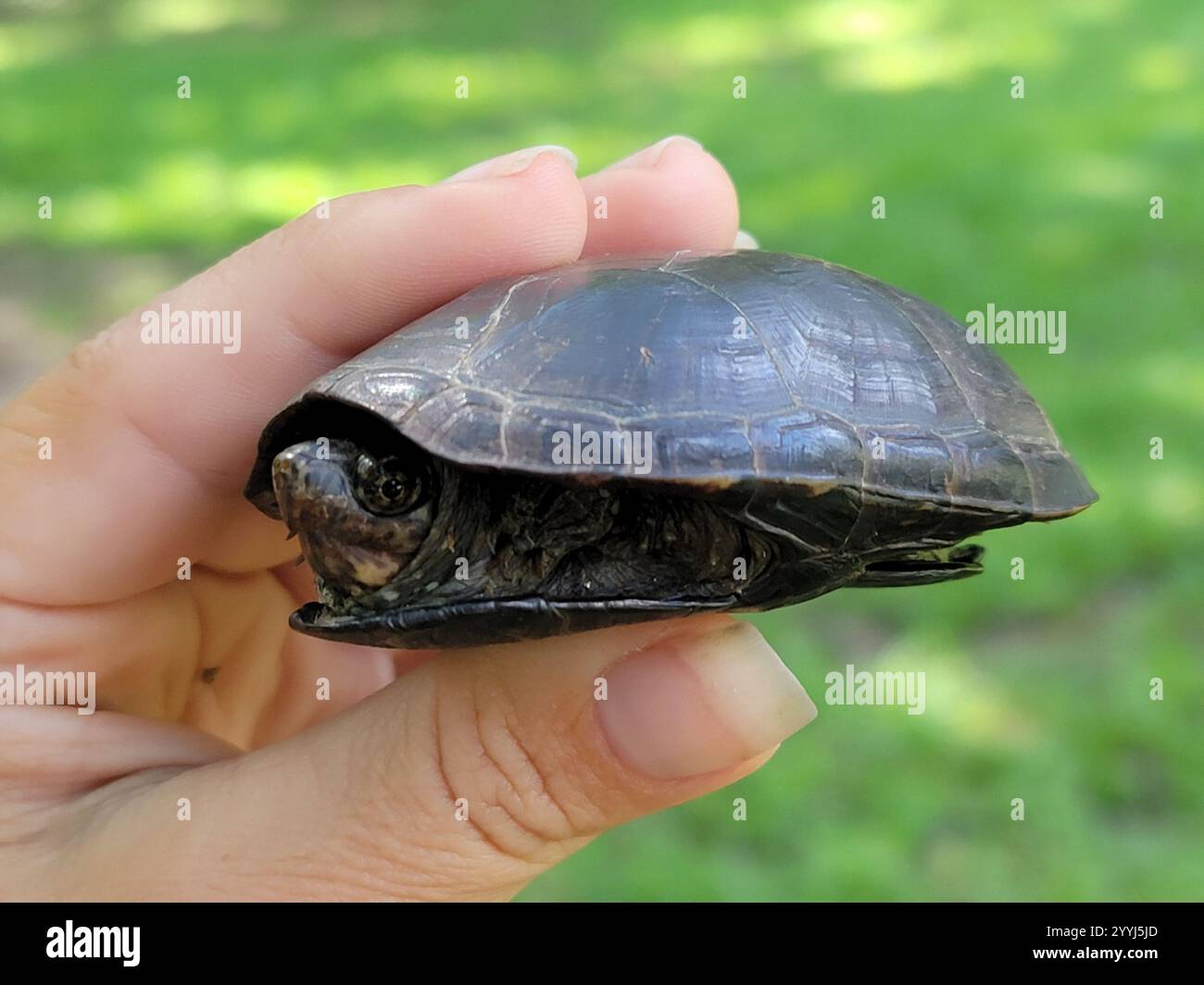 Southeastern Mud Turtle (Kinosternon subrubrum subrubrum Stock Photo - Alamy