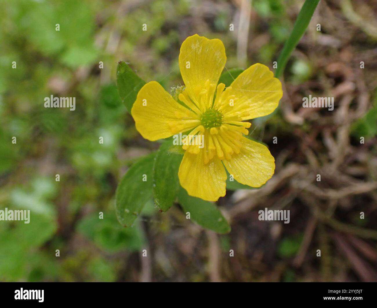 Eschscholtz's Buttercup (Ranunculus eschscholtzii Stock Photo - Alamy