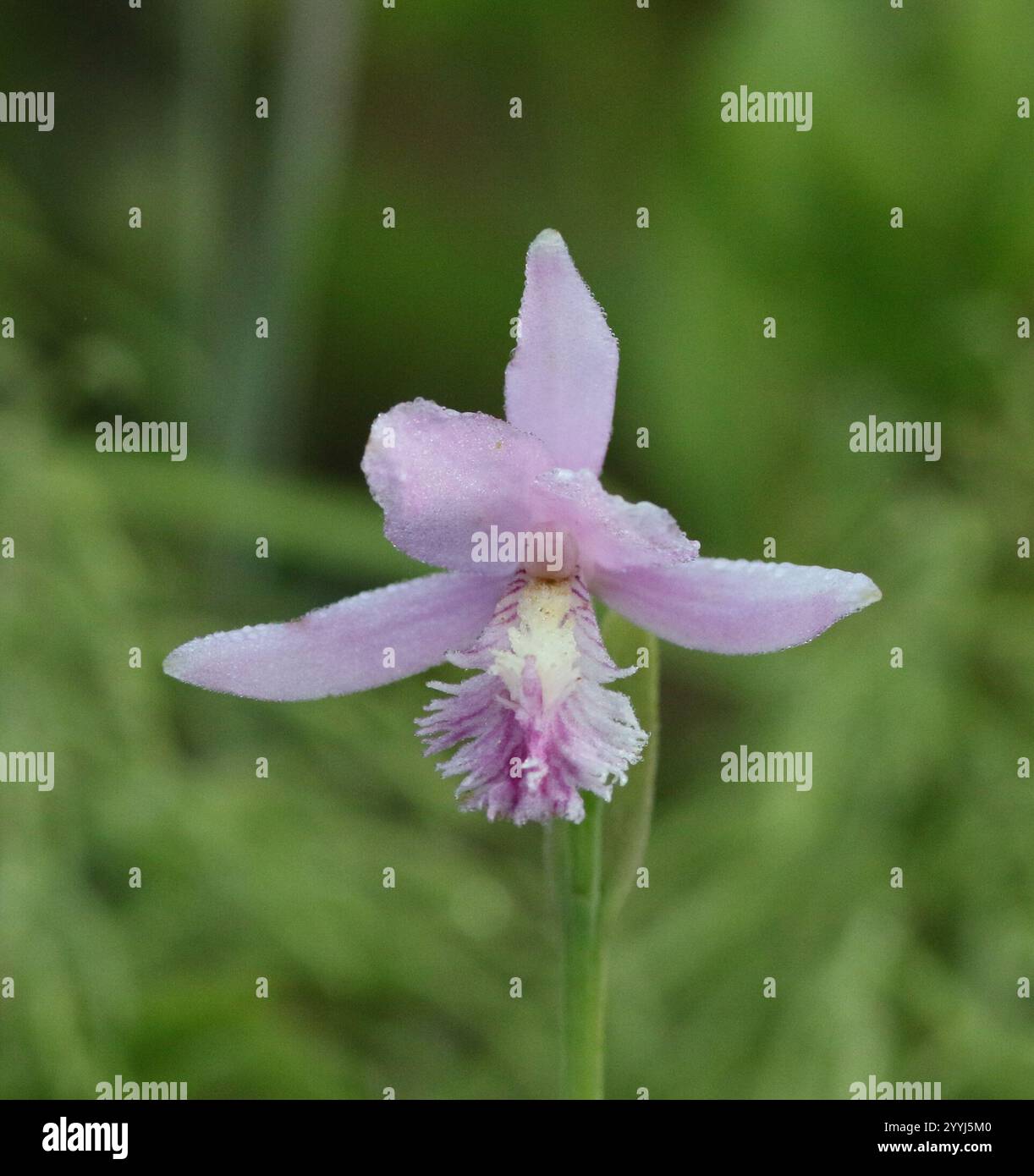 Rose Pogonia (Pogonia ophioglossoides Stock Photo - Alamy