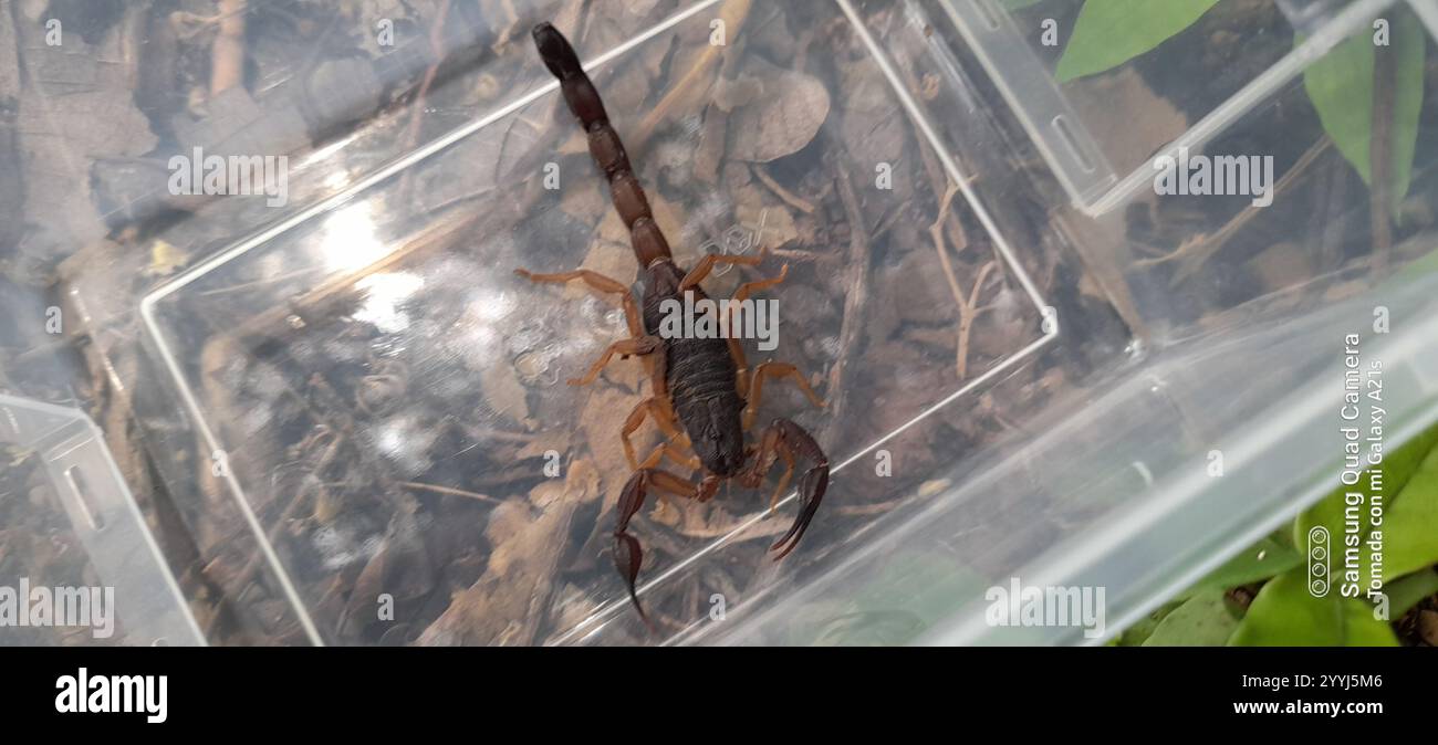 Slender Brown Scorpion (Centruroides gracilis Stock Photo - Alamy