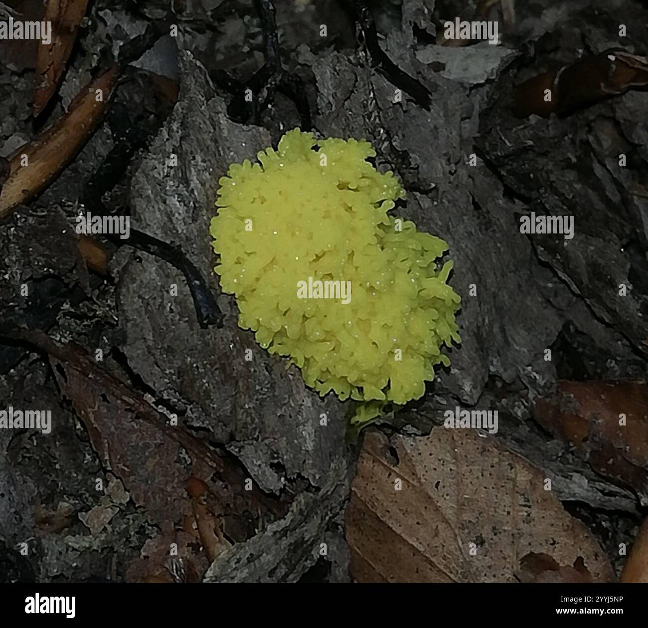 Dog Vomit Slime Mold (Fuligo septica Stock Photo - Alamy