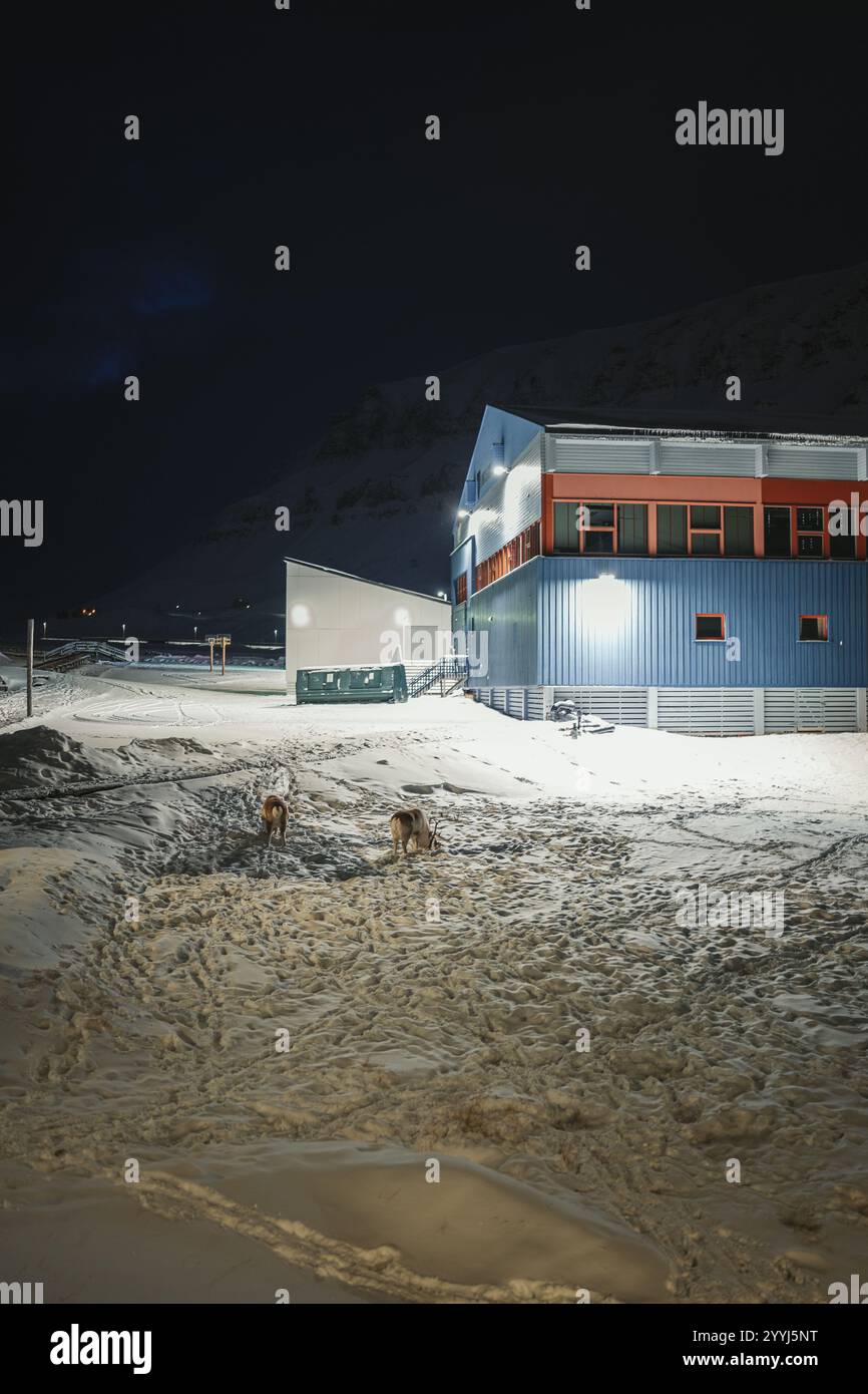 Reindeers in the snow in the polar night in Longyearbyen, Svalbard ...