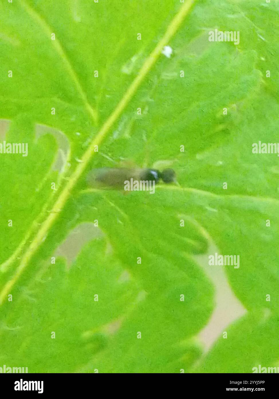 Hybotid Dance Flies (Hybotidae Stock Photo - Alamy