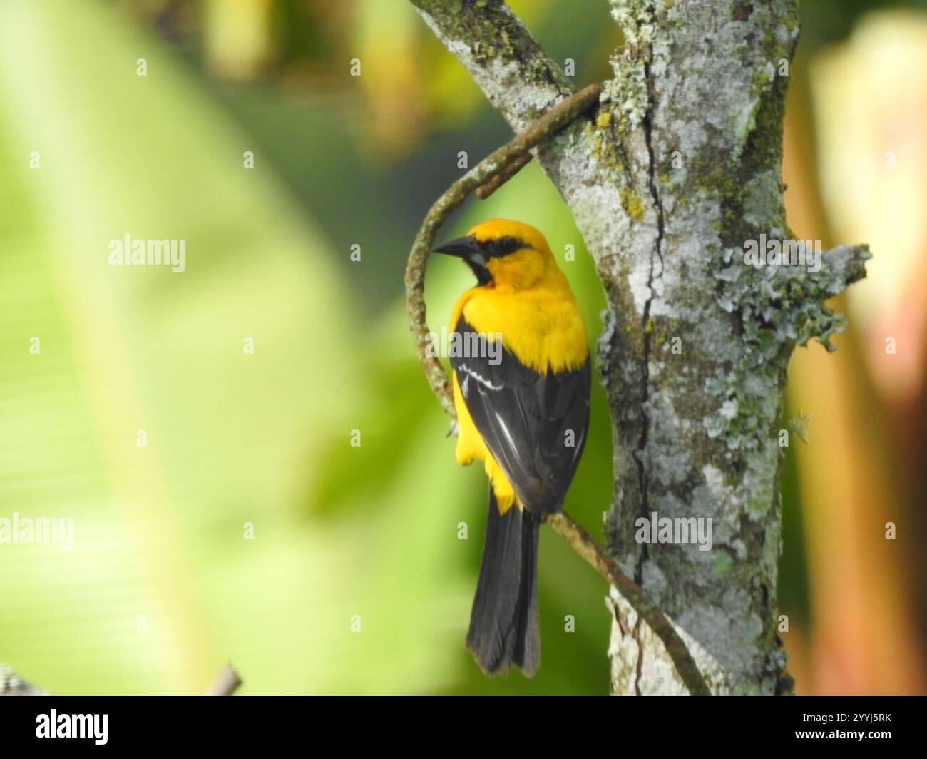 Yellow Oriole (Icterus nigrogularis Stock Photo - Alamy