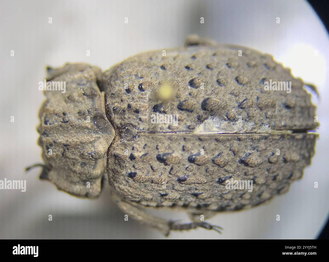 Omorgus hi-res stock photography and images - Alamy