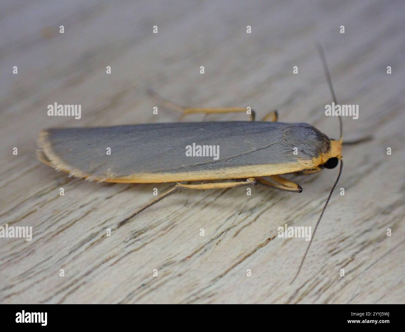 Common Footman (Eilema lurideola Stock Photo - Alamy
