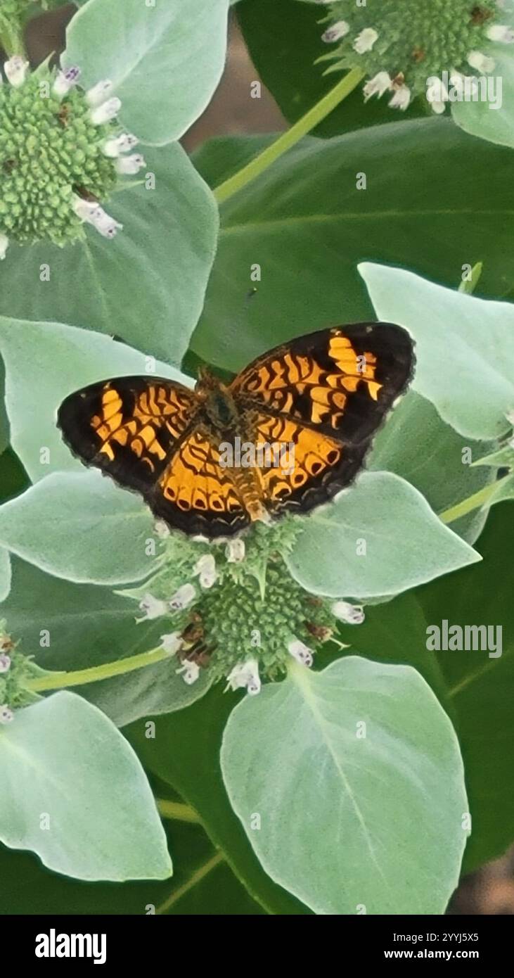 Pearl Crescent (Phyciodes tharos Stock Photo - Alamy