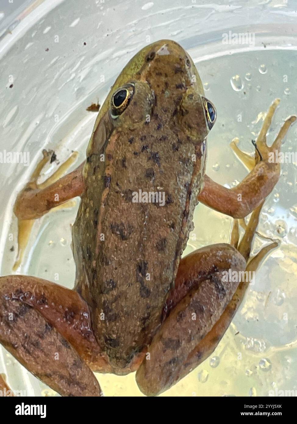 Green Frog (Lithobates clamitans Stock Photo - Alamy