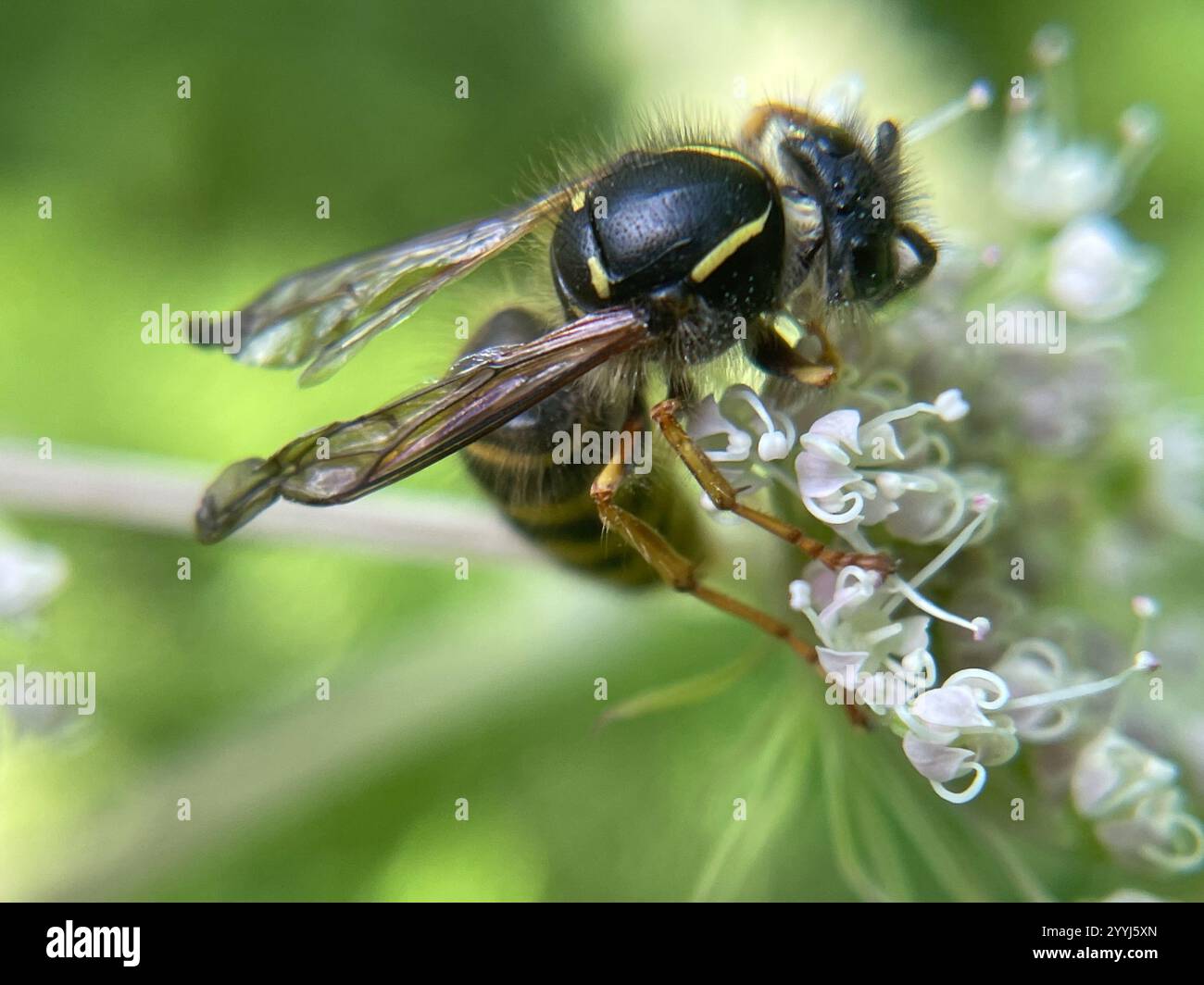 Hornets and Yellowjackets (Vespinae Stock Photo - Alamy