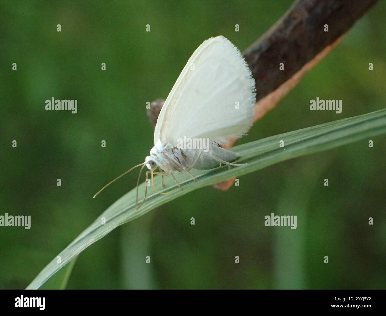 White Spring Moth (Lomographa vestaliata Stock Photo - Alamy