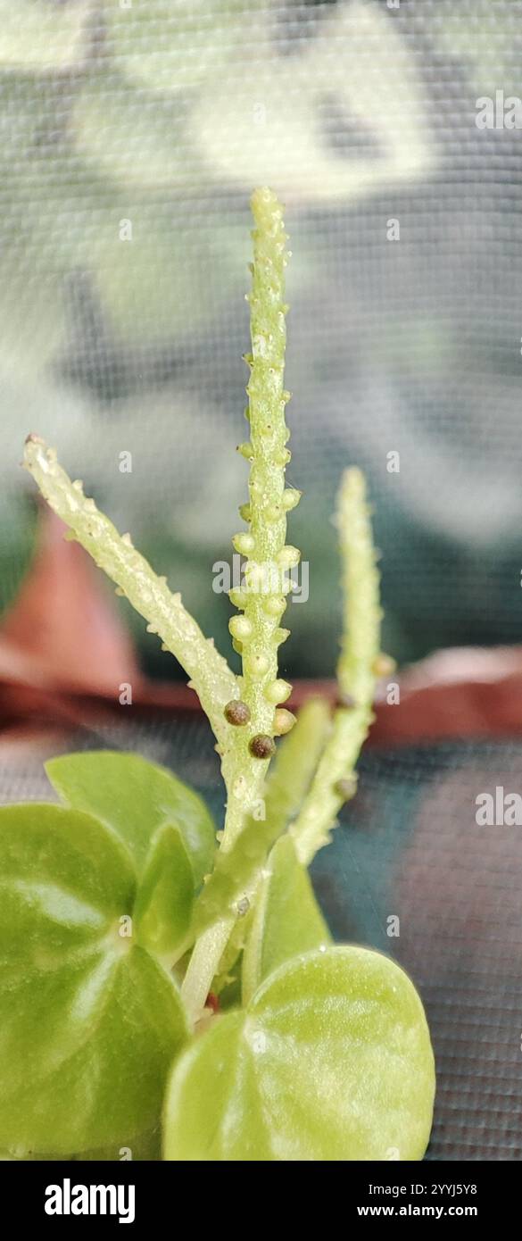 Pepper elder (Peperomia pellucida Stock Photo - Alamy