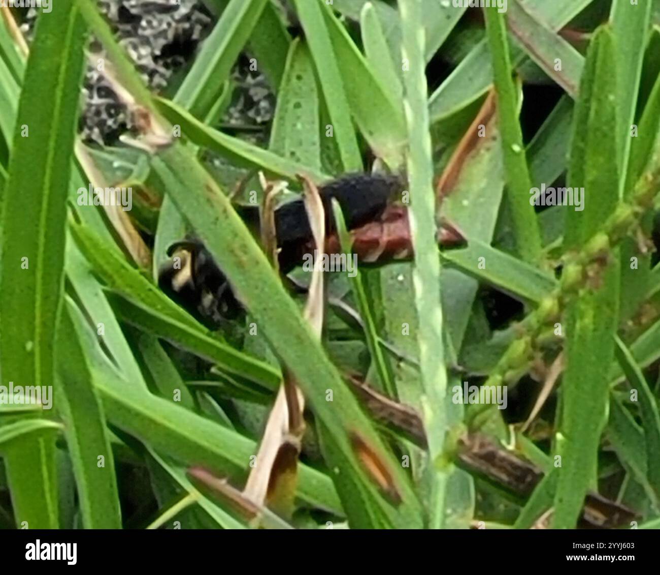 Larra bicolor hi-res stock photography and images - Alamy