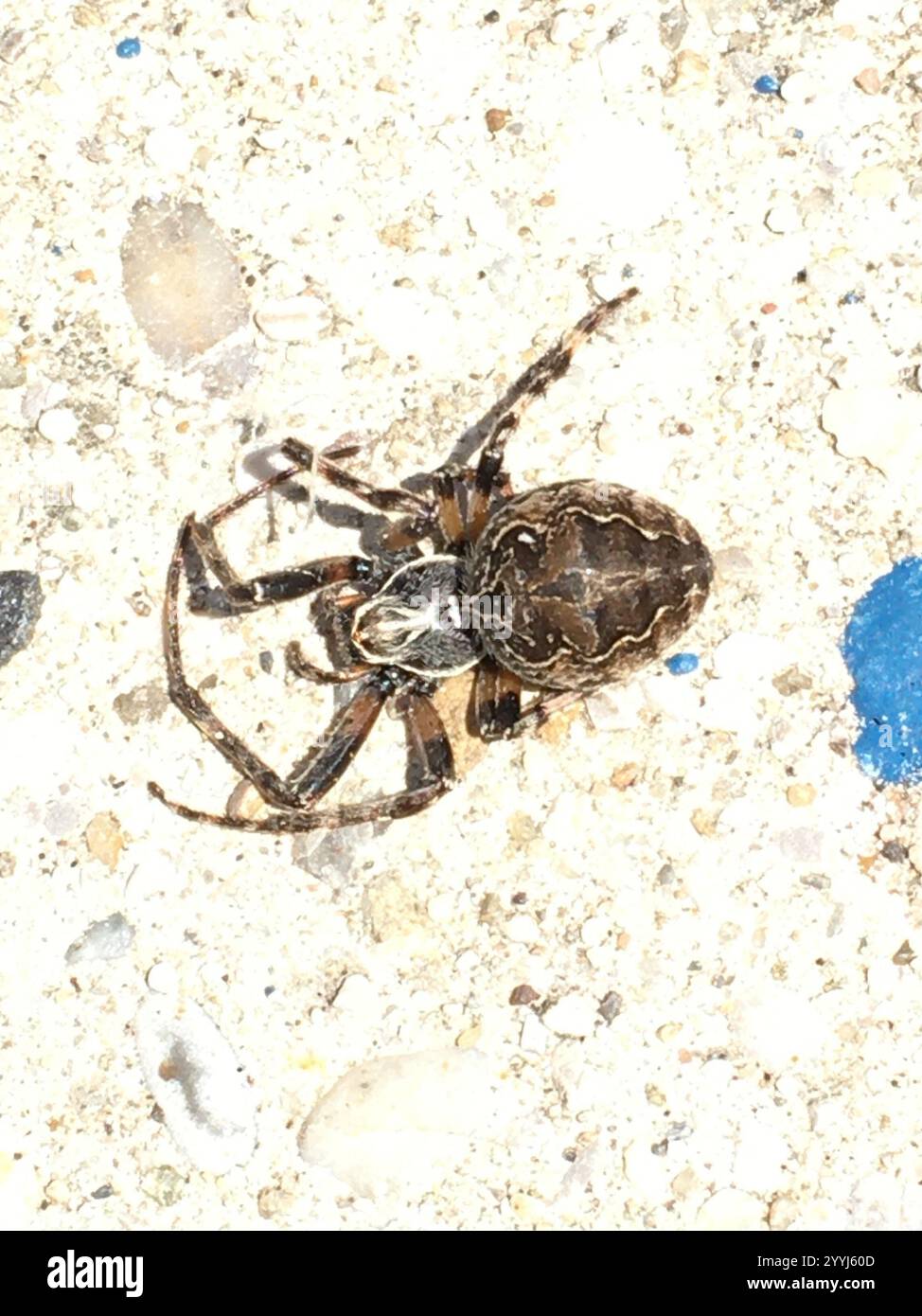 Grey Cross Spider (Larinioides sclopetarius Stock Photo - Alamy