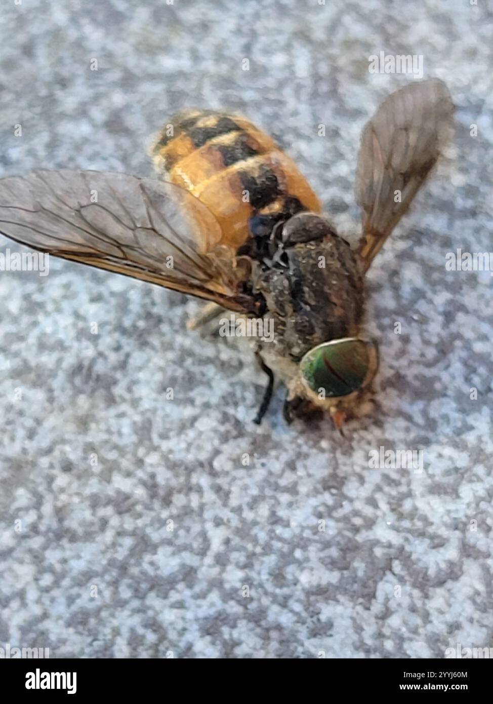 Dark Giant Horse Fly (Tabanus sudeticus Stock Photo - Alamy