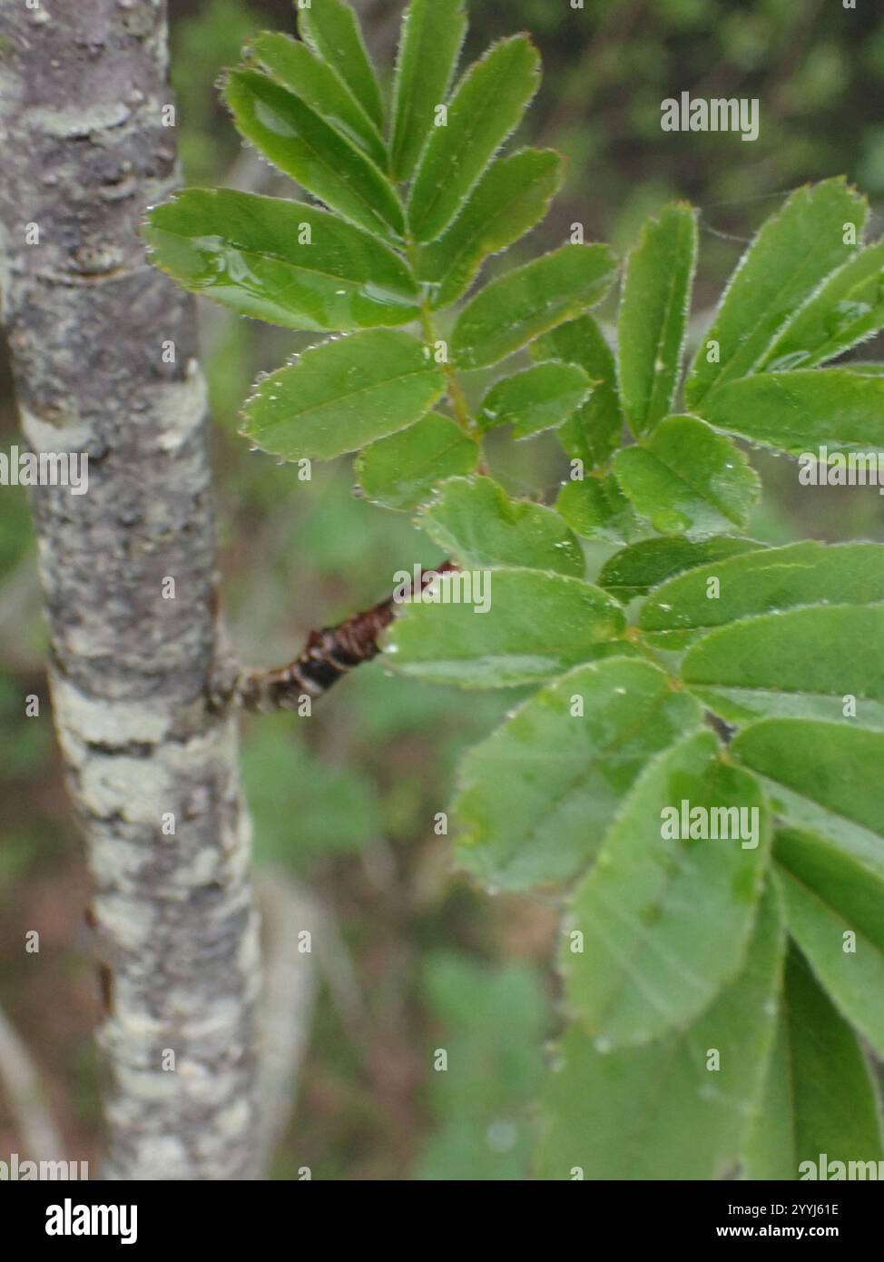 Sitka Mountain-Ash (Sorbus sitchensis Stock Photo - Alamy