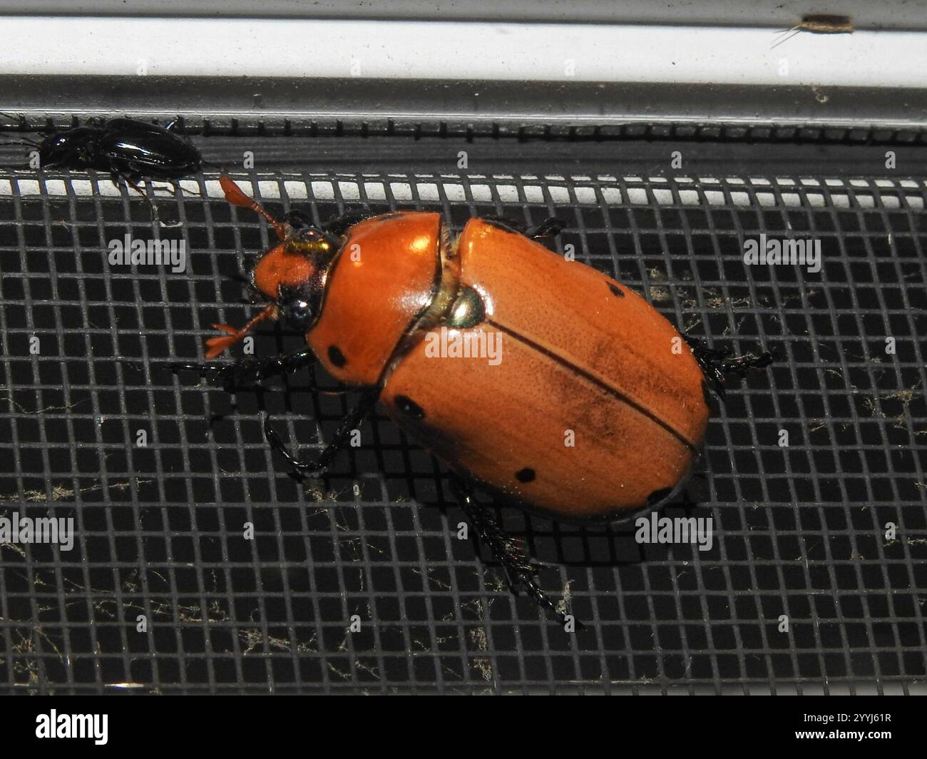 Grapevine Beetle (Pelidnota punctata Stock Photo - Alamy
