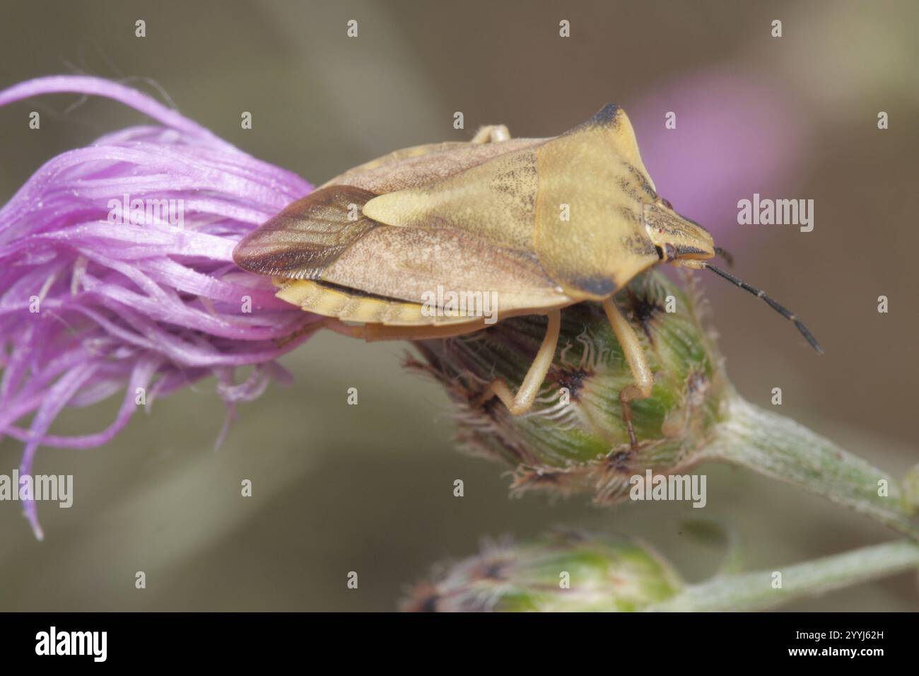 northern fruit bug (Carpocoris fuscispinus Stock Photo - Alamy