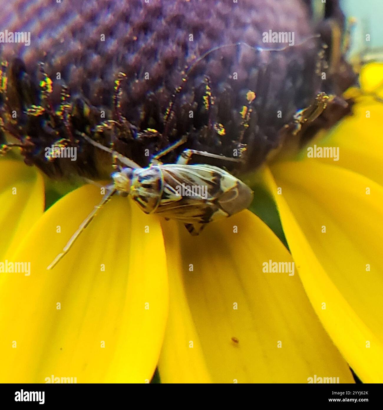 North American Tarnished Plant Bug (Lygus lineolaris Stock Photo - Alamy